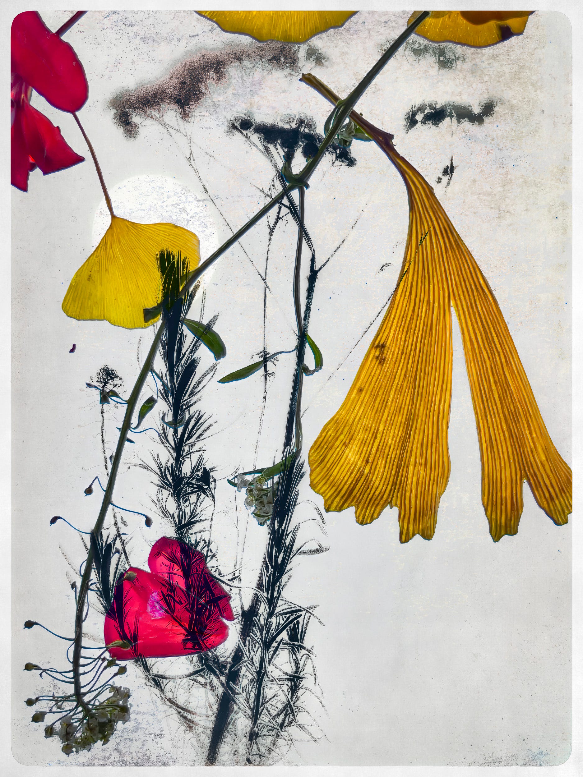 Five Photographers - by Andy Adams - FlakPhoto Digest