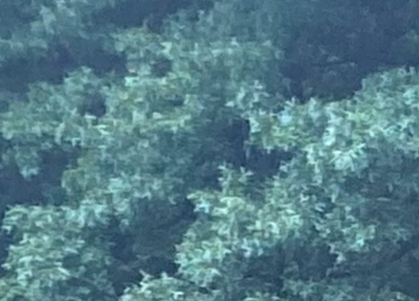 Notes from the park - by Henry Youtt