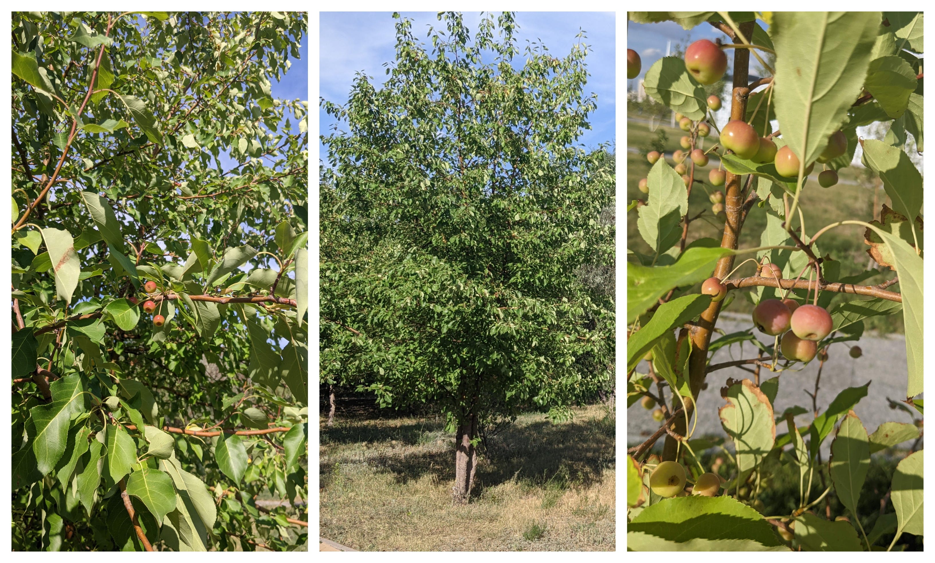 Eastern Travels - Kazakhstan - Growing trees on the Steppe, Street ...