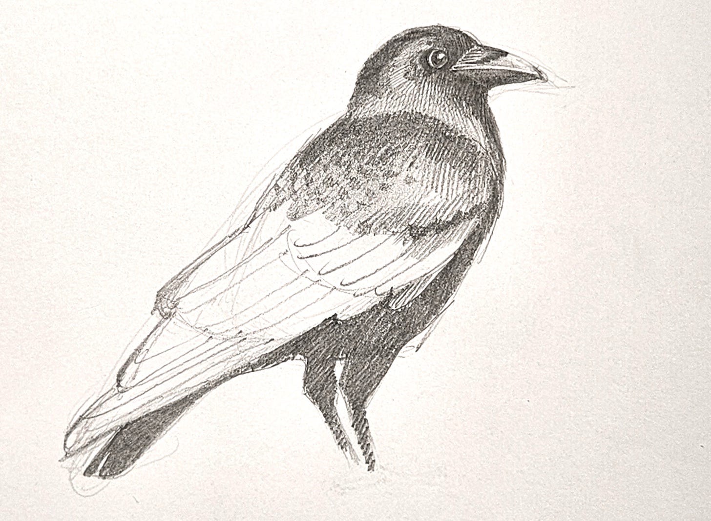 Pencil warm-up: Sketching Crows - by Val Webb