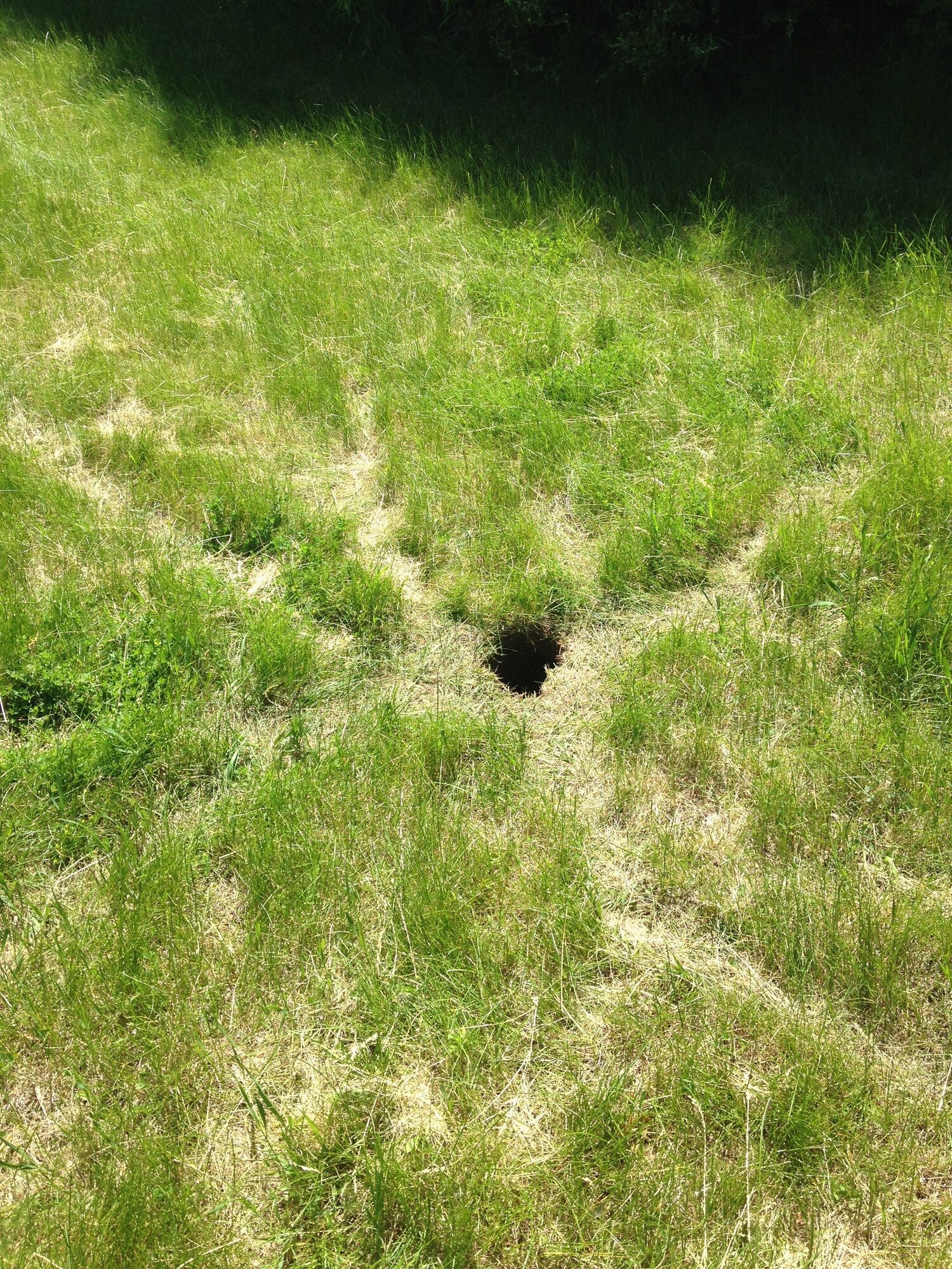 Groundhog Holes In Yard