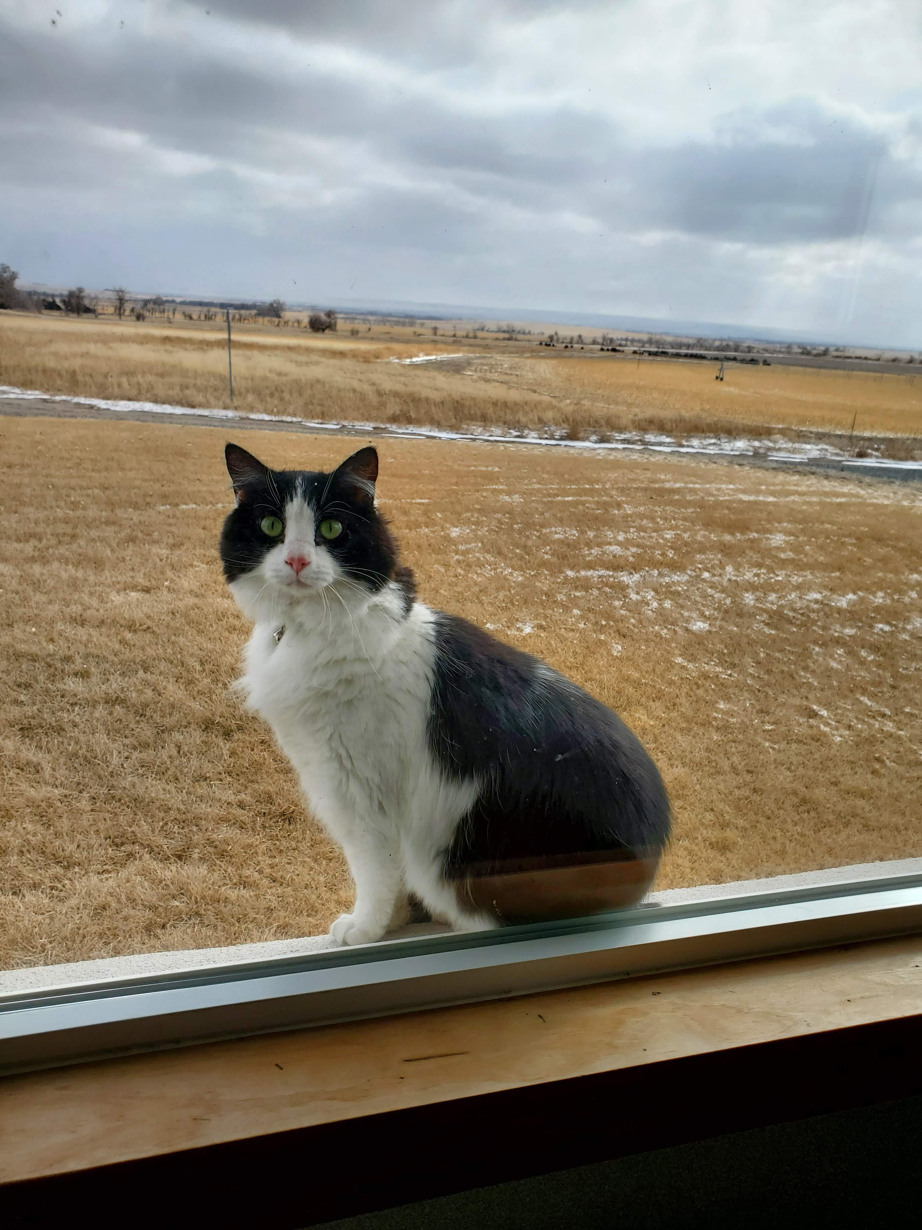 Did you know cats can stomp?