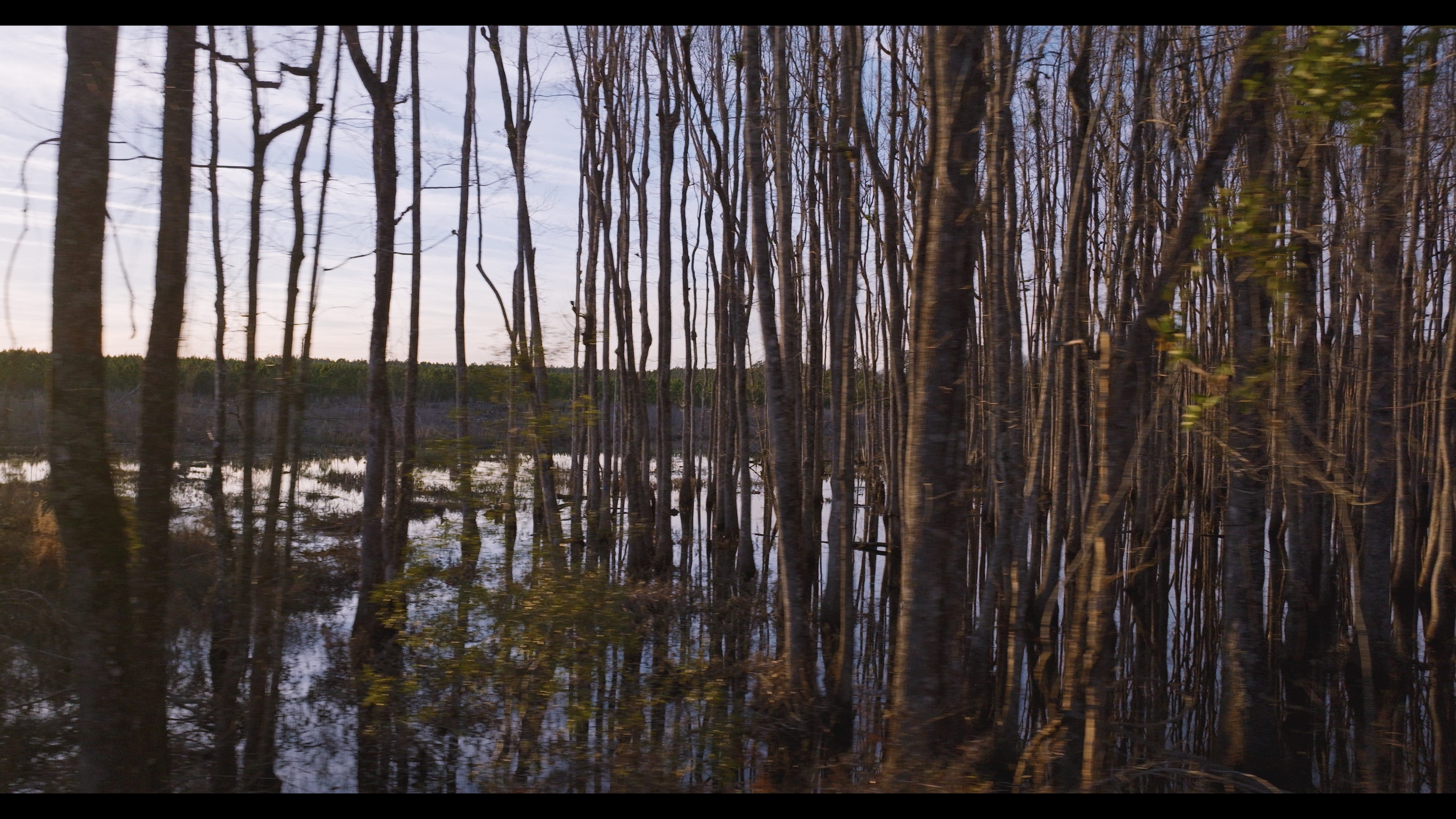 around the Southlands: hello, GE trees - by Boyce Upholt