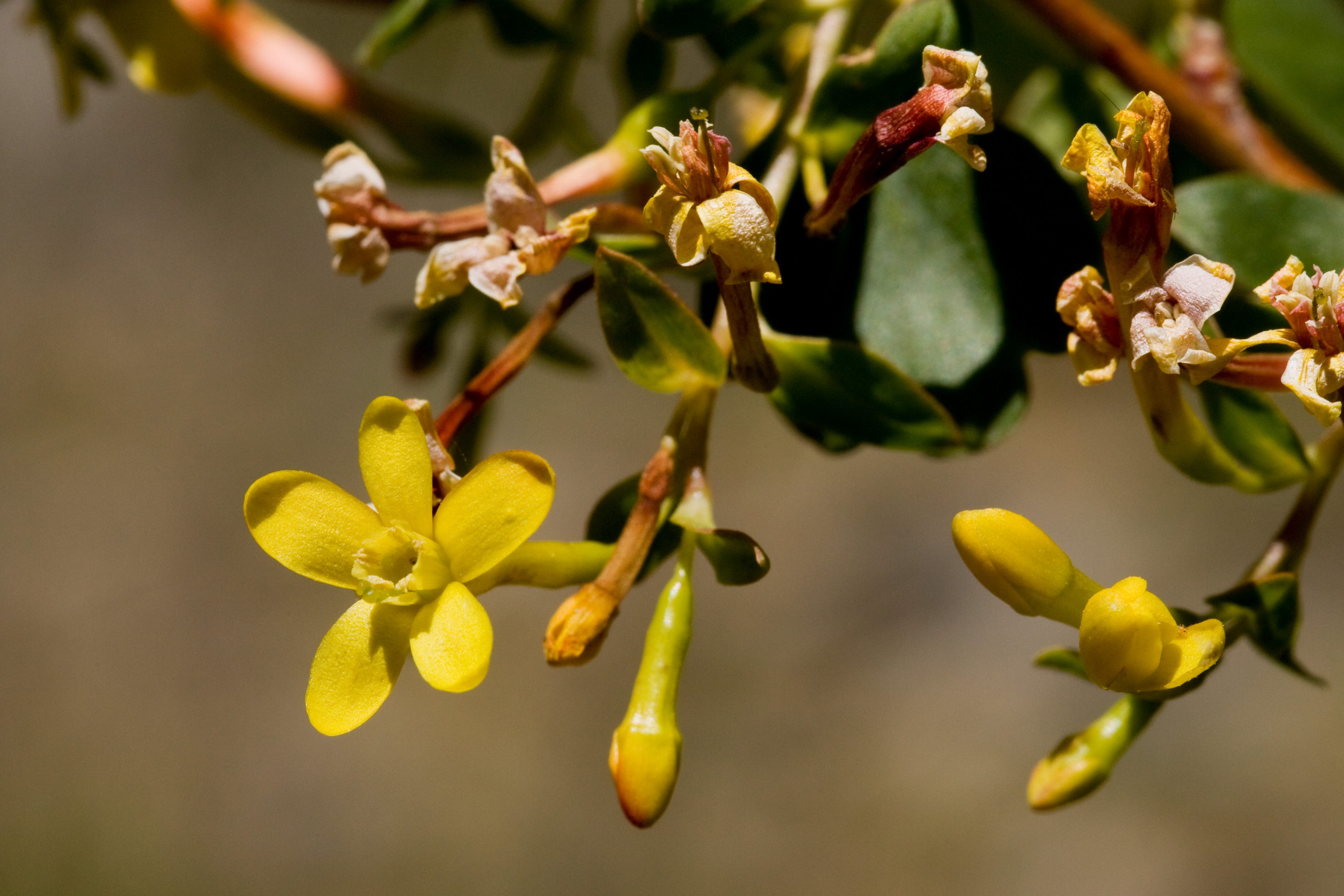 Golden Currant: The Perfect Addition to Pennsylvania Gardens - Gold Hat ...