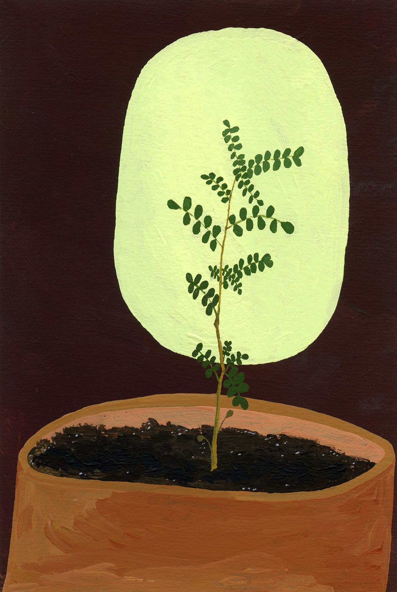 The art of paying attention with Ella Frances Sanders