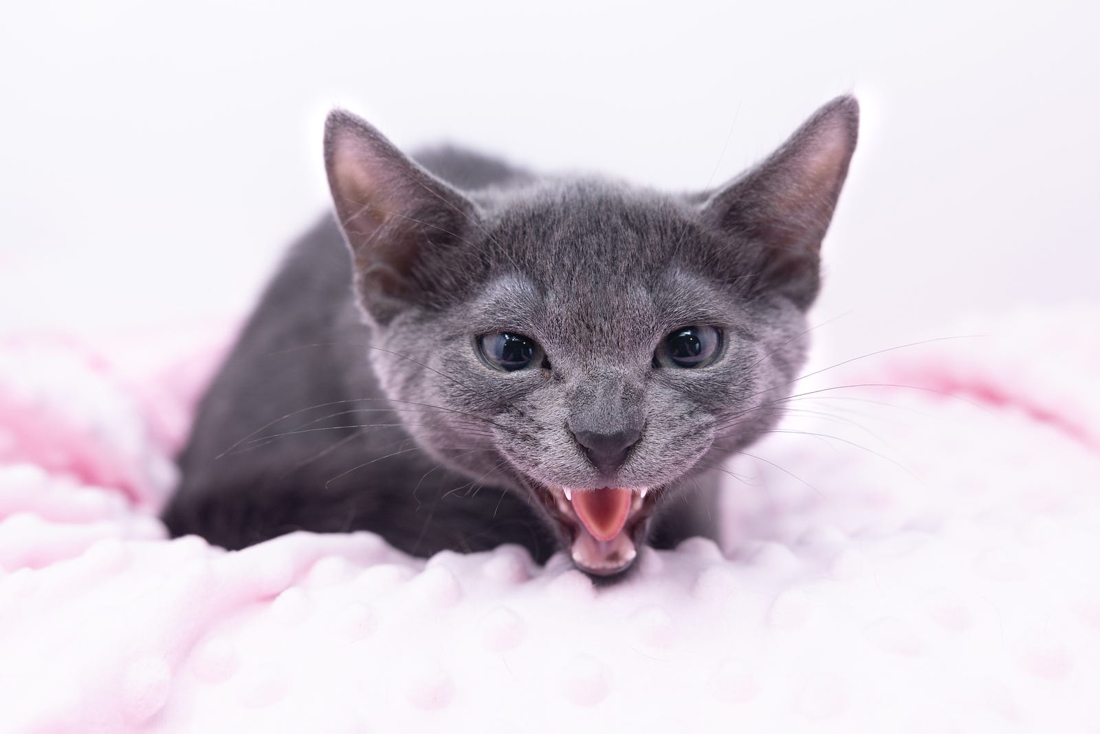 Why teenage girls and feral kittens share the same souls