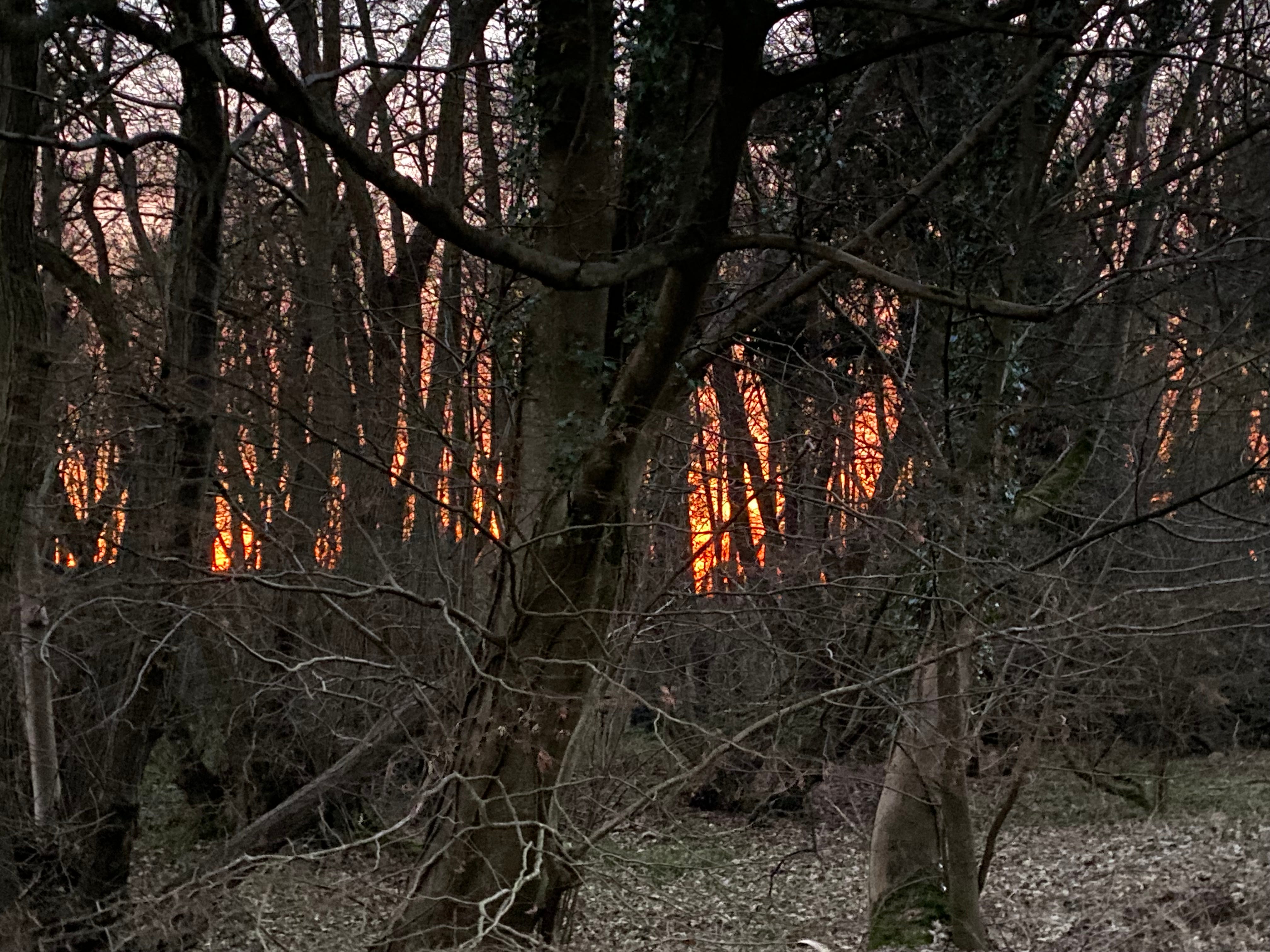 Clearing A Path - by Imogen Ashwin - Bracken & Wrack