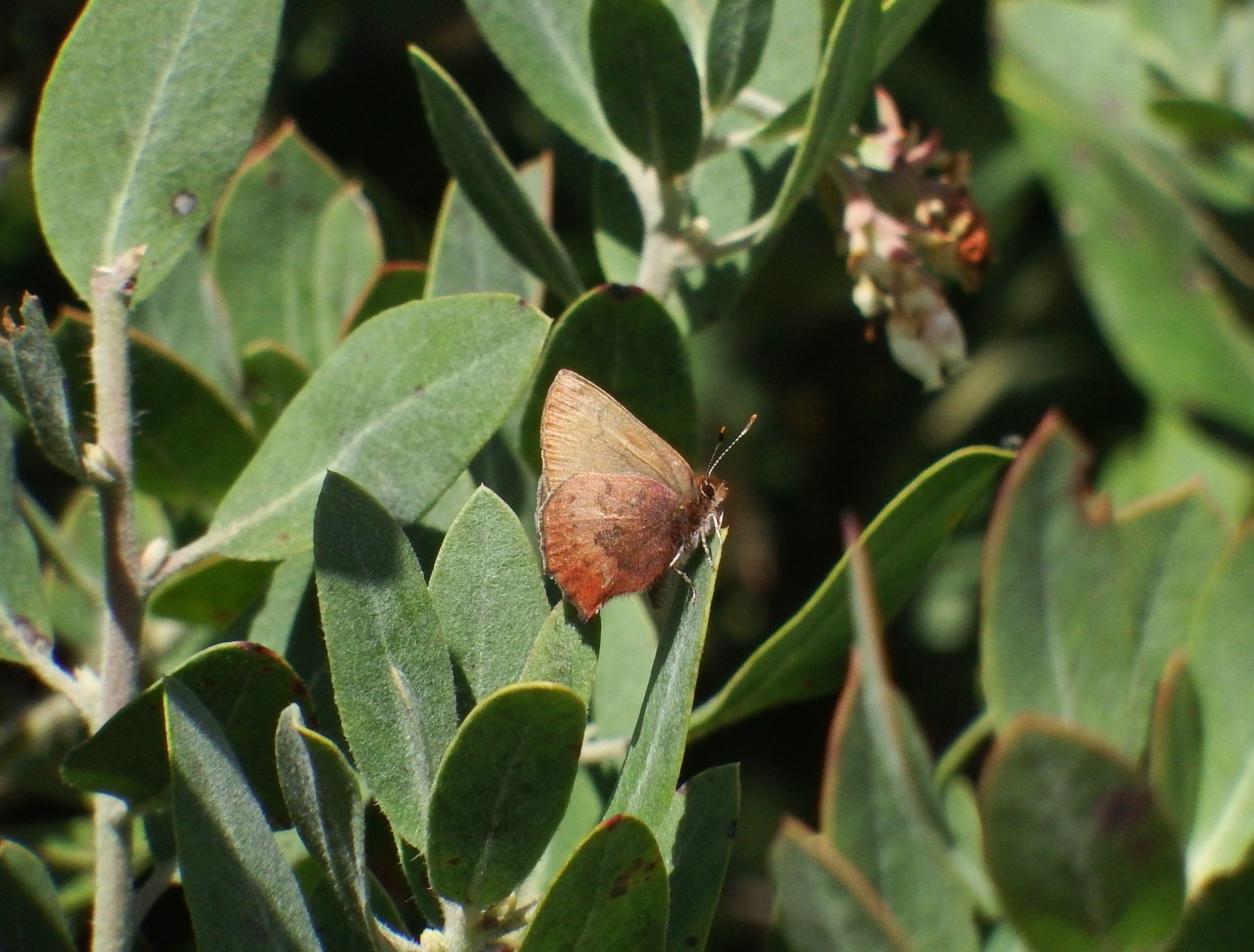 Finding Butterflies in a Clearcut - by Chris Rurik