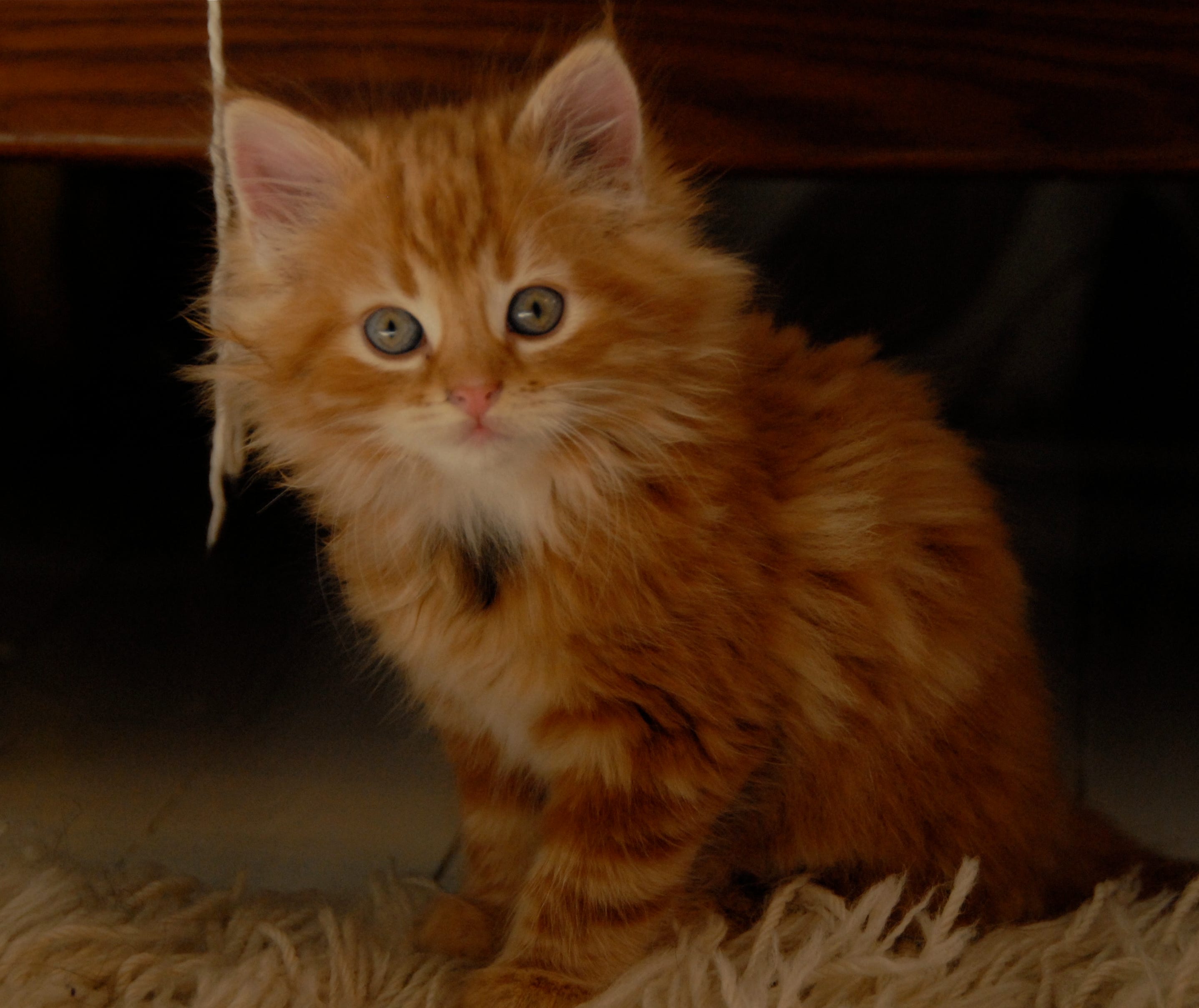 old cats and enduring love - by Tara - Slowdown Farmstead