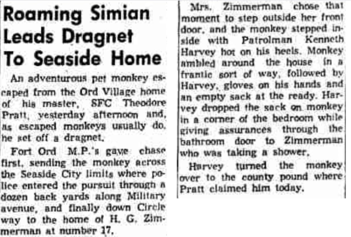 Dateline Seaside: A Monkey Tale