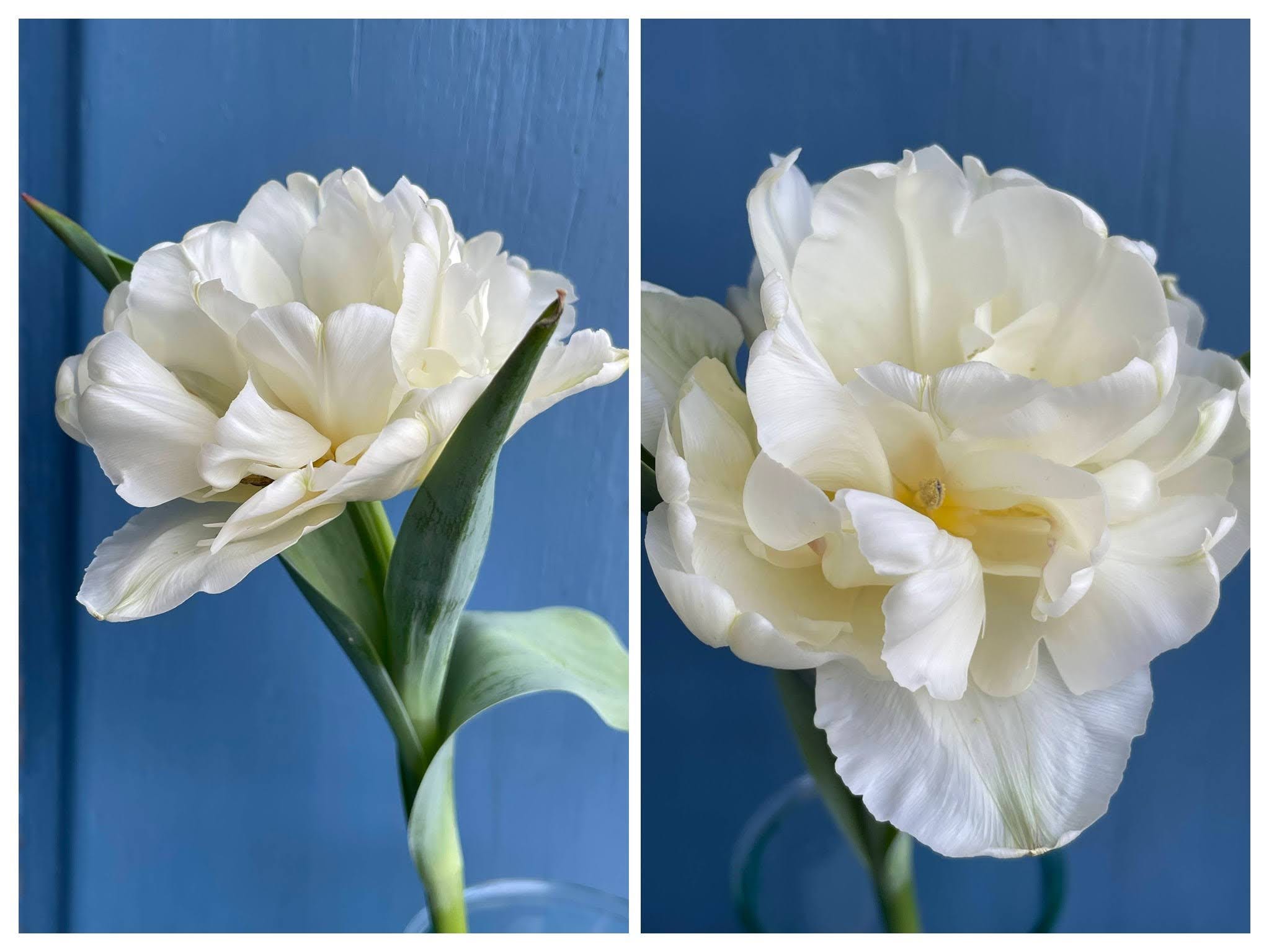 Garden Gram #4: The Magic of Double Tulips