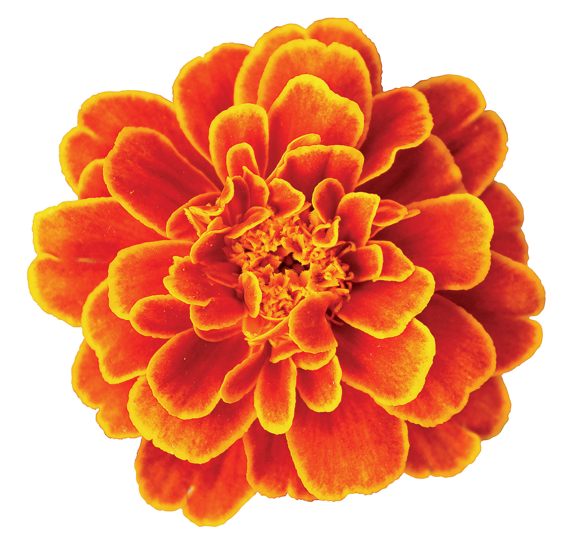 The Marigold Effect - by Troy Urdahl