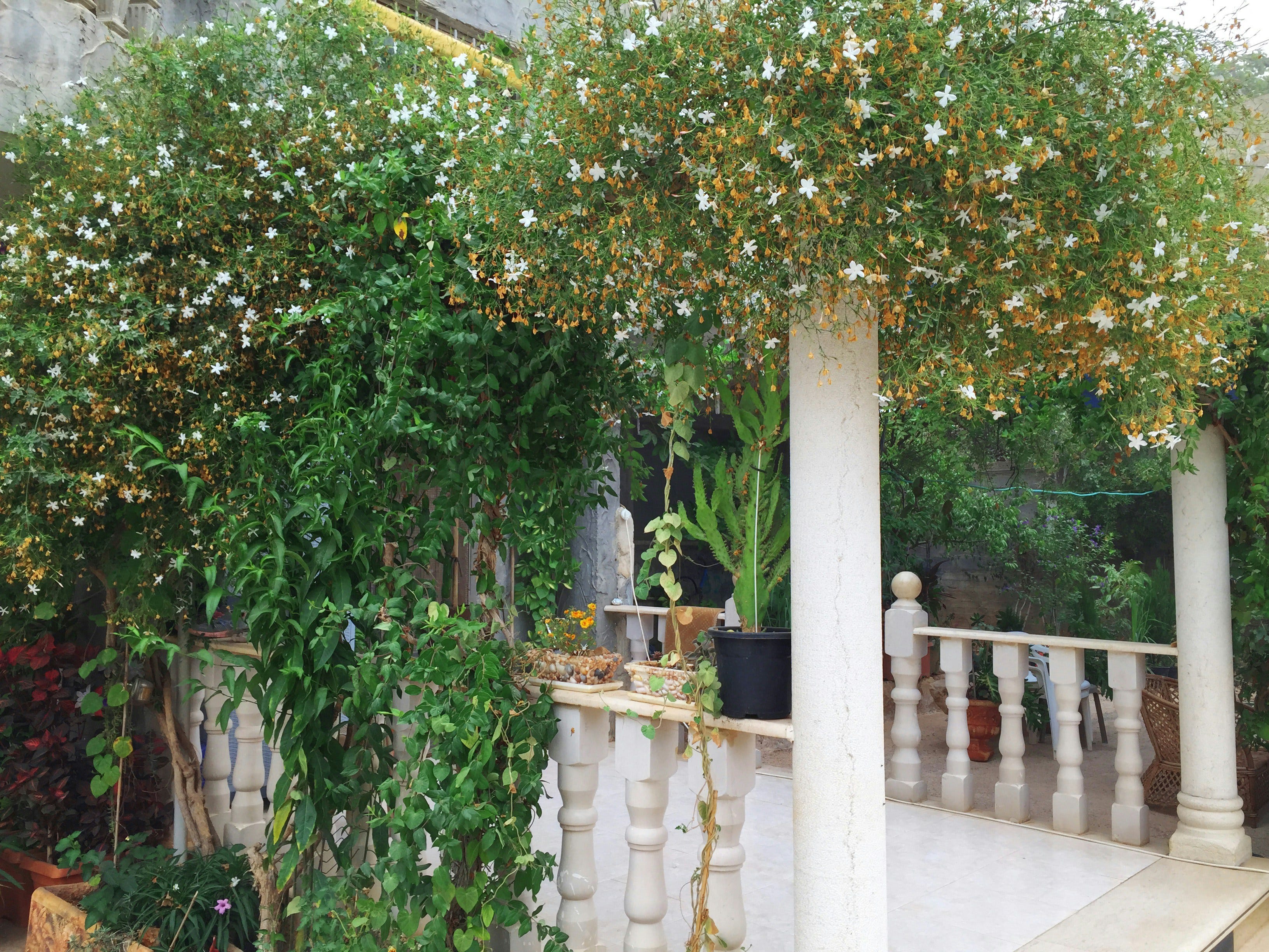 The Road to Palestine - by Shazad Khan - Shazad’s Substack