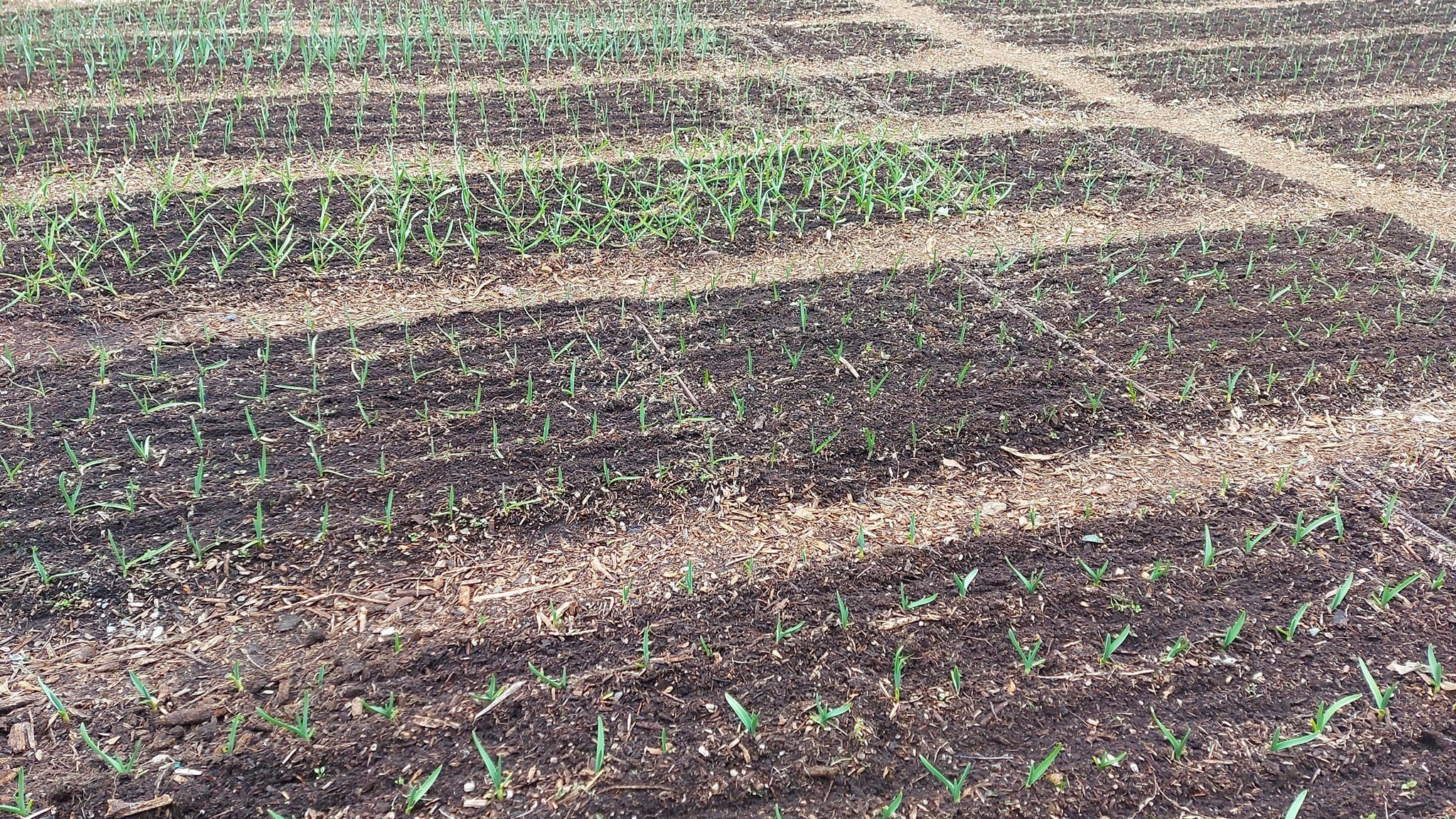 The journey of Gourmet Garlic NZ - by Zoe Barry