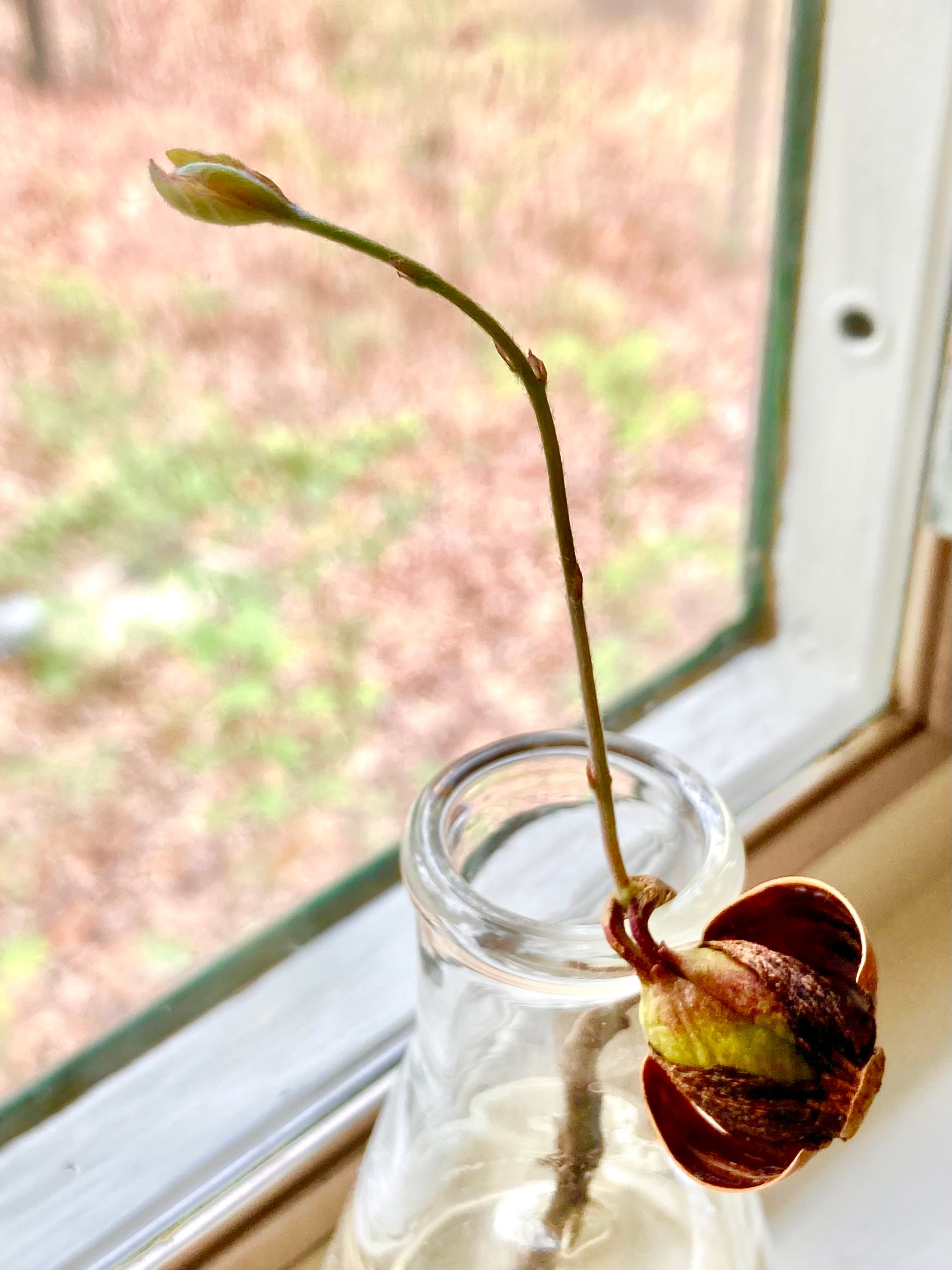 Window Sill Conservatory - by Ann Collins - Microseasons