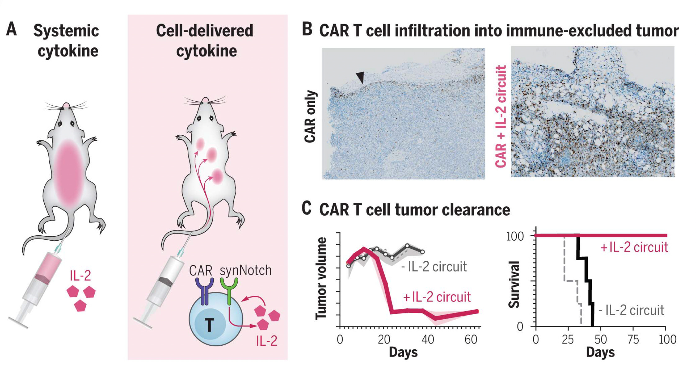 Engineering T cells - by Eric Topol - Ground Truths