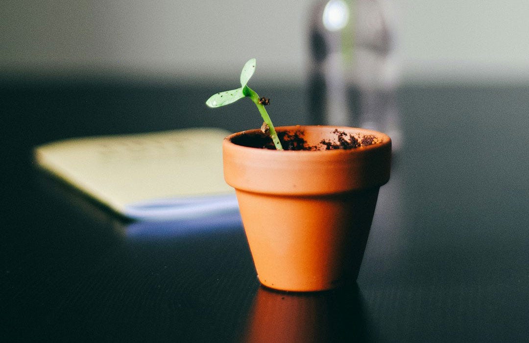 Grow your Substack with this post - by Kate Darracott
