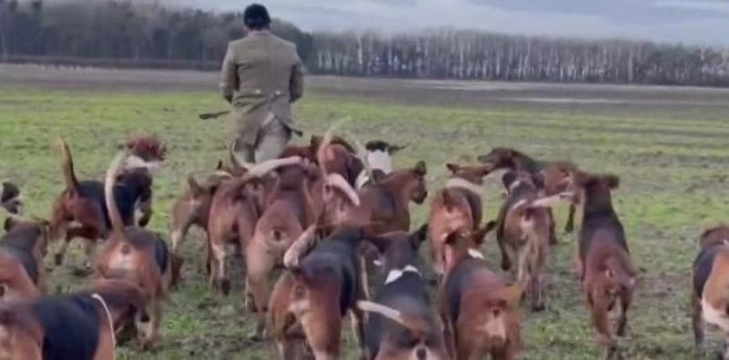 Holderness Hunt kill badger - and run away!