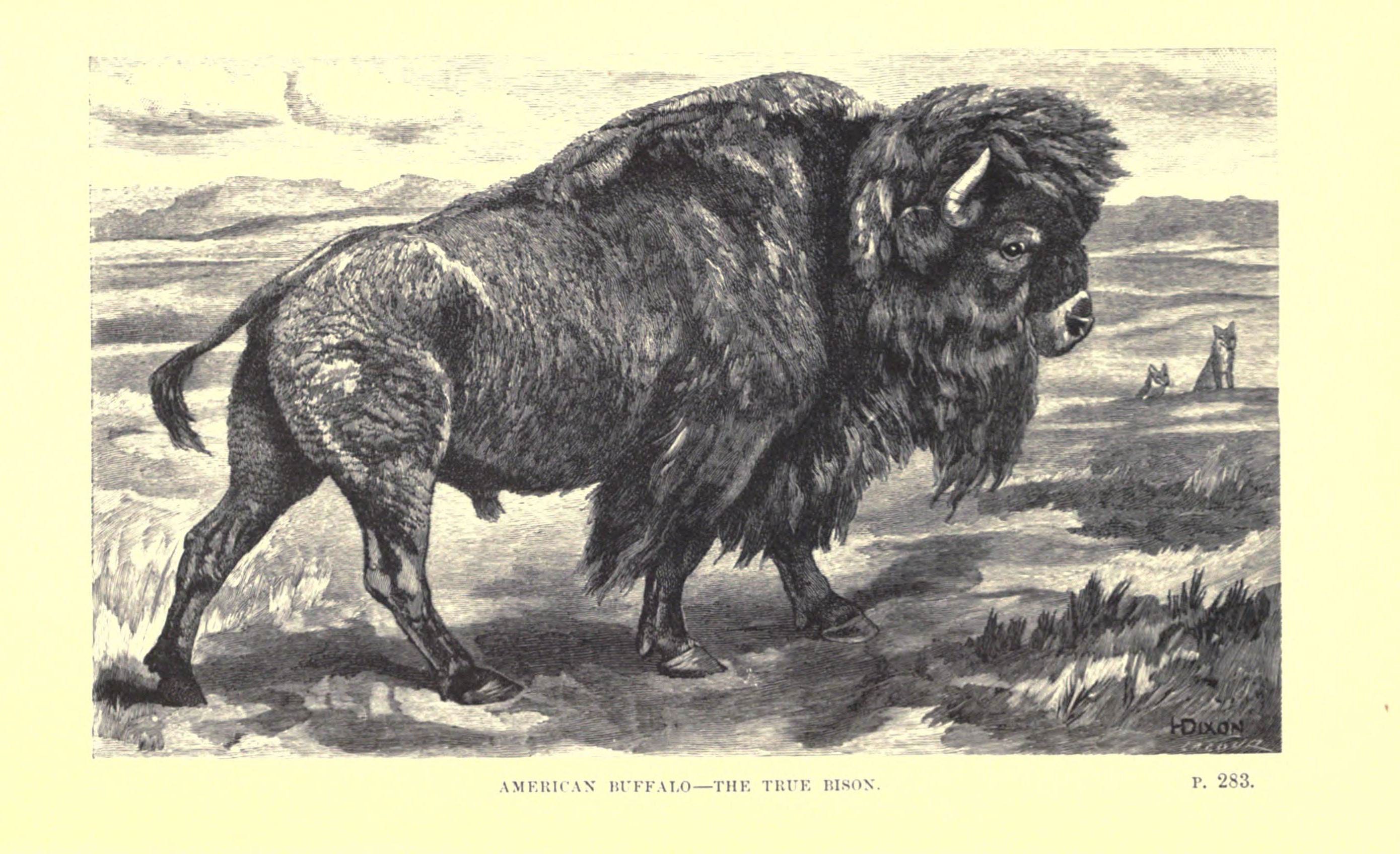 My American Buffalo Story
