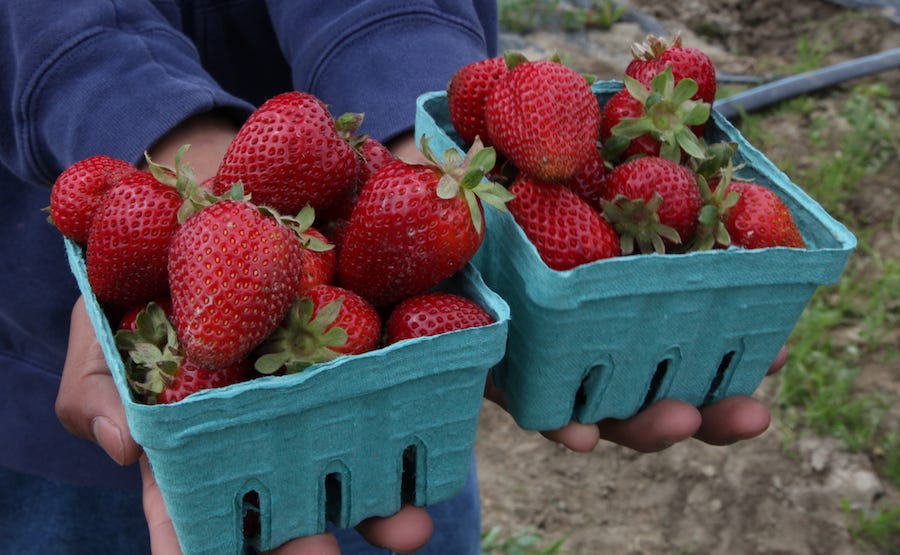 Sweet, like strawberries - by Tara Austen Weaver - enJOY