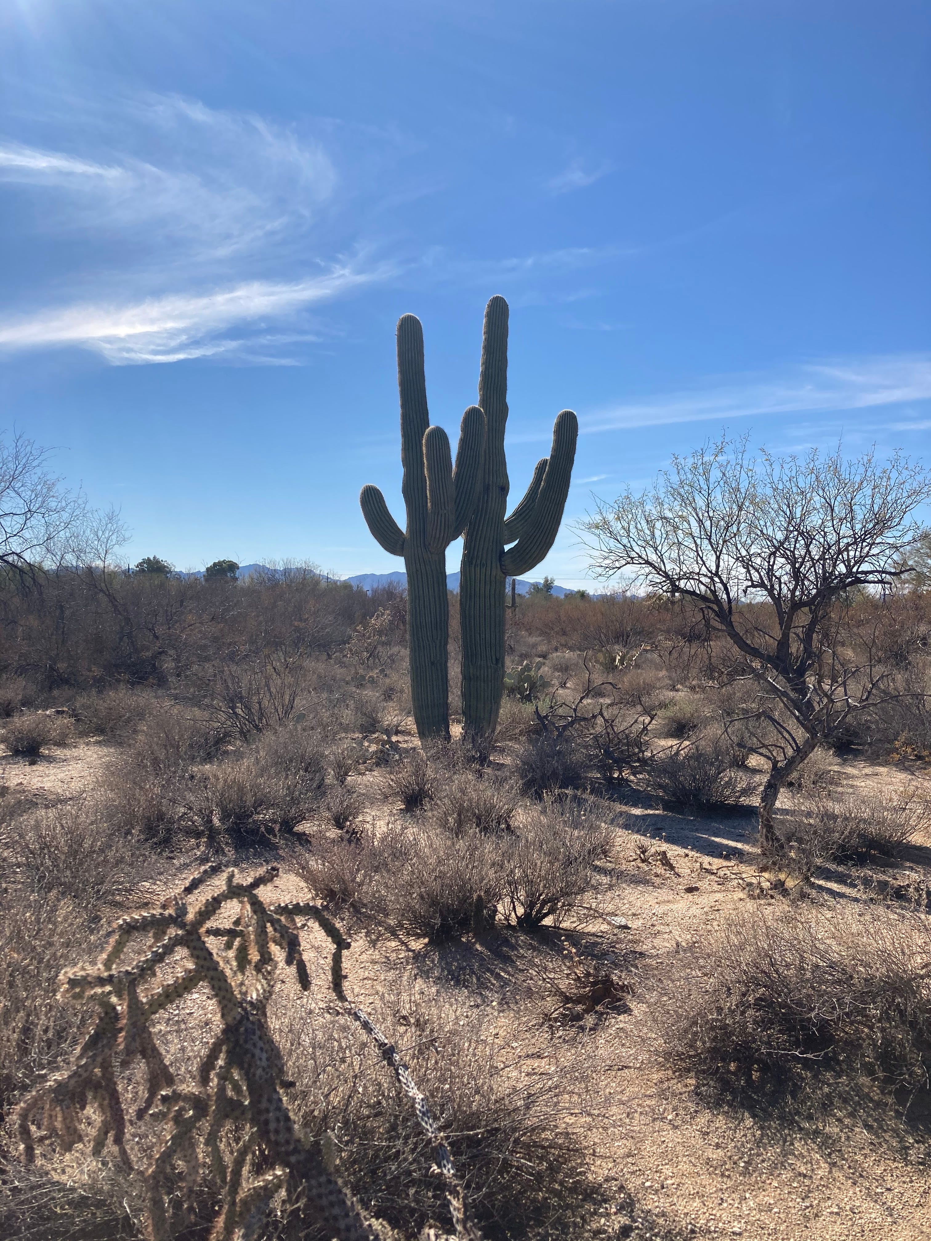 A Climate Crime Scene in the Sonoran Desert - by Heidi Cuda