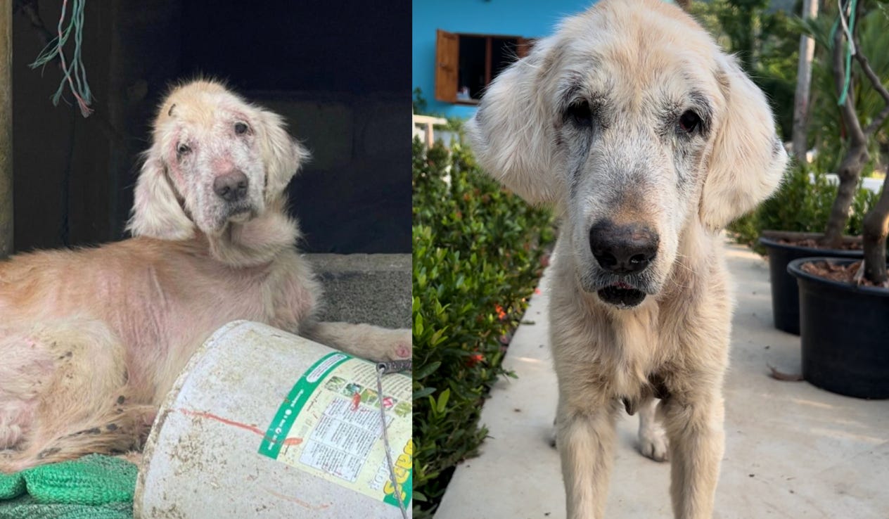 The 10 Best Best Dog Transformations And Why I Should Probably Be A ...