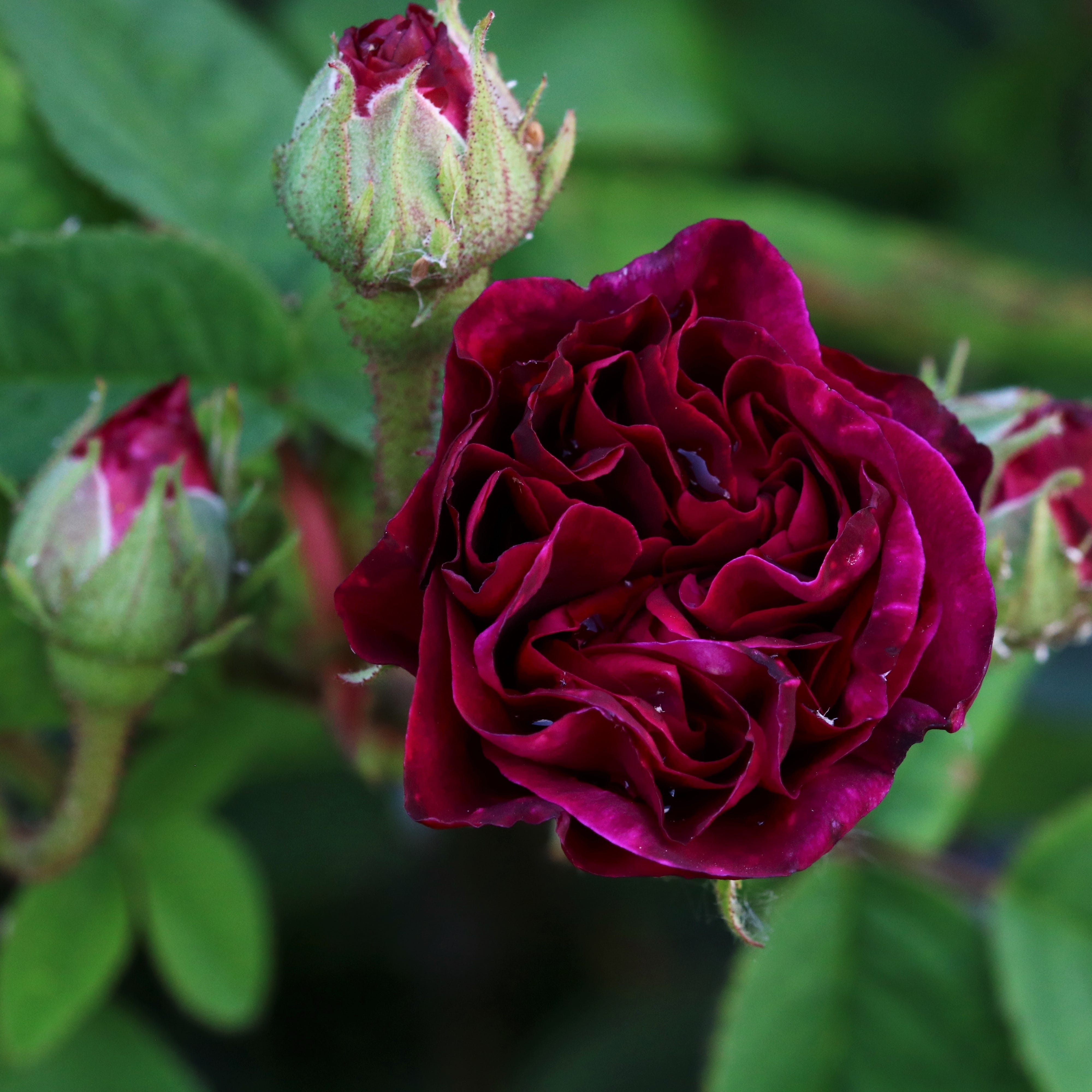 Flowering passions - by deborah vass - still sketching