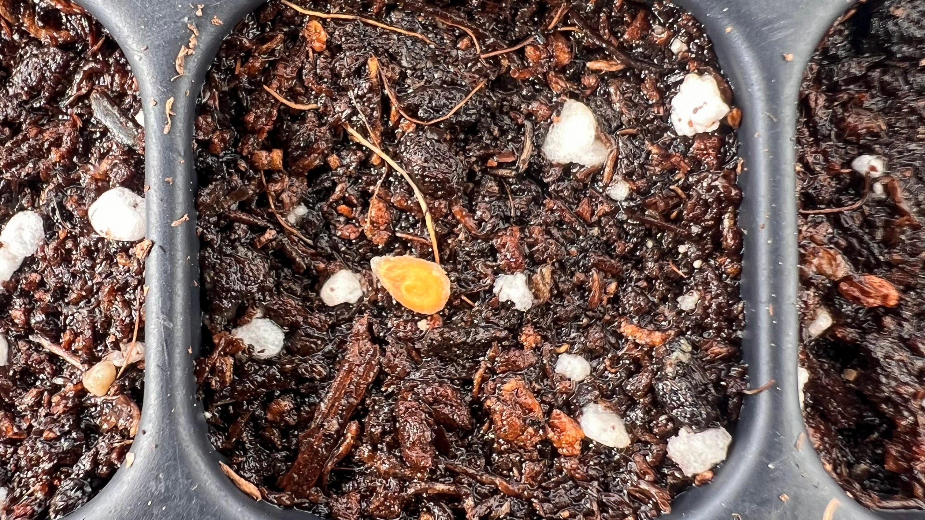 Improving Seed Germination Success - by Renata Goossen