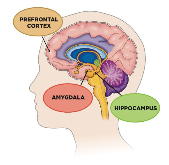 The Neuroscience of Nose vs. Mouth Breathing 🧠