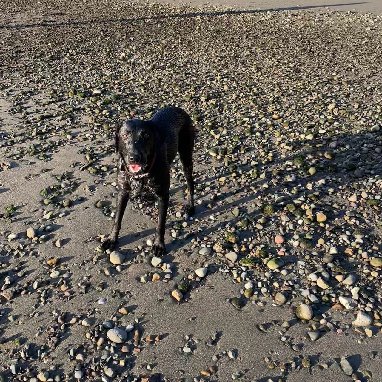 Right to repair re-emerges - by Tim Gruver and Paul Queary