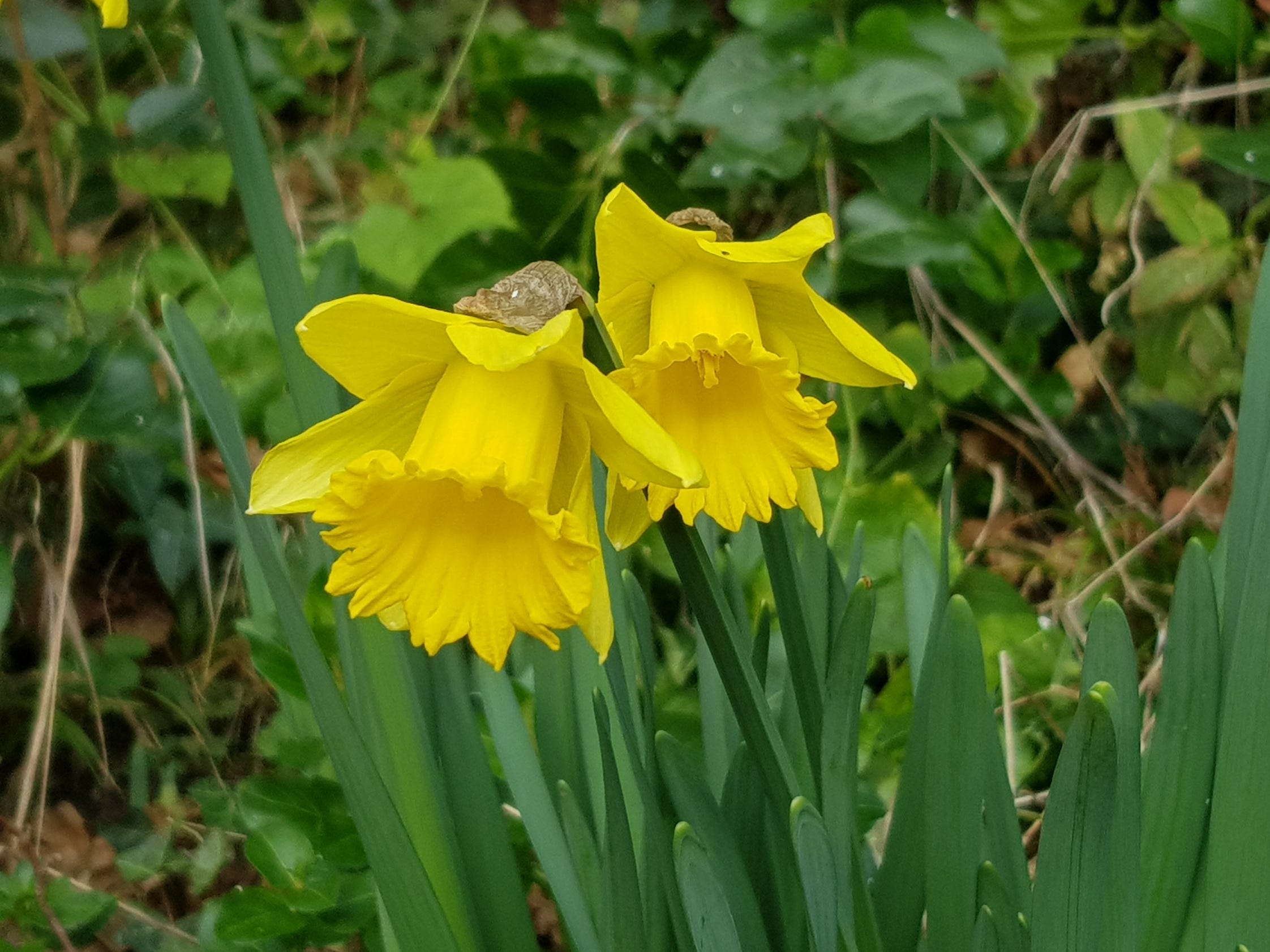 Daffodils, chillies and turbo-charged onions | Sally Nex