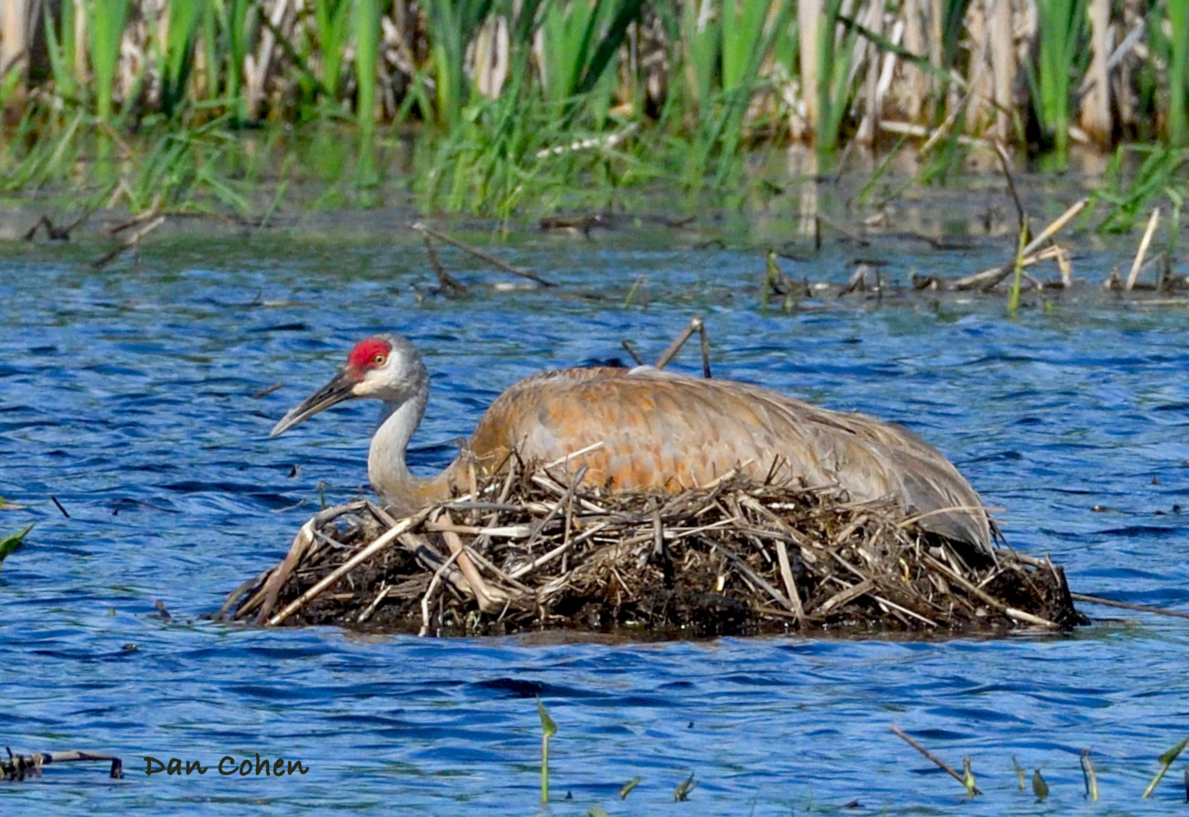 About - Nature Communications - Dan’s Substack