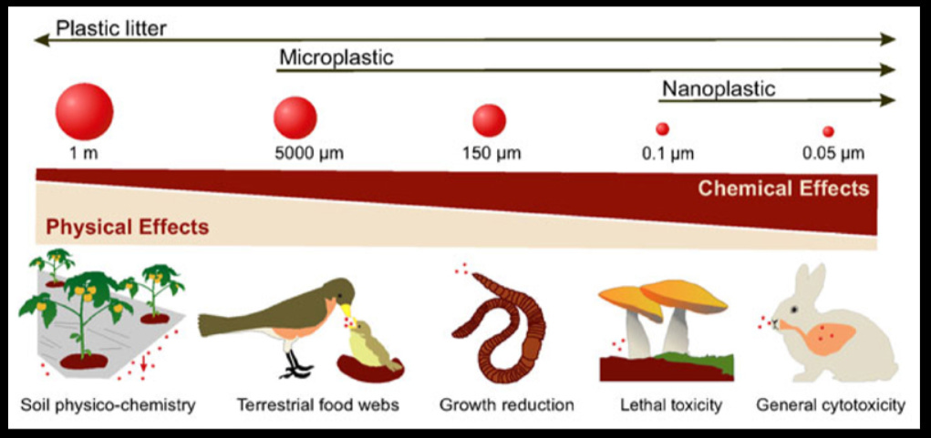 122 | Microplastics in Food | Introduction to Hygienic Design | Silly ...