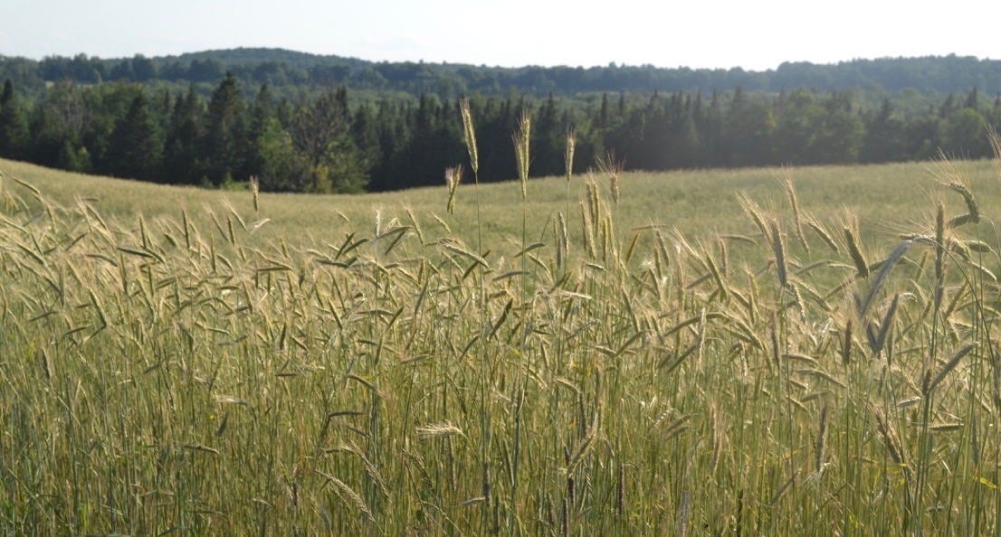 Real Rye Bread: Why It's So Rare and Difficult to Make
