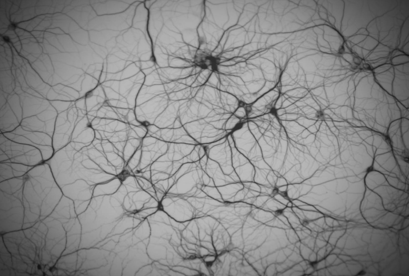 Rhizomatic Learning Transference Triggers An Awakening - Tarot Reading