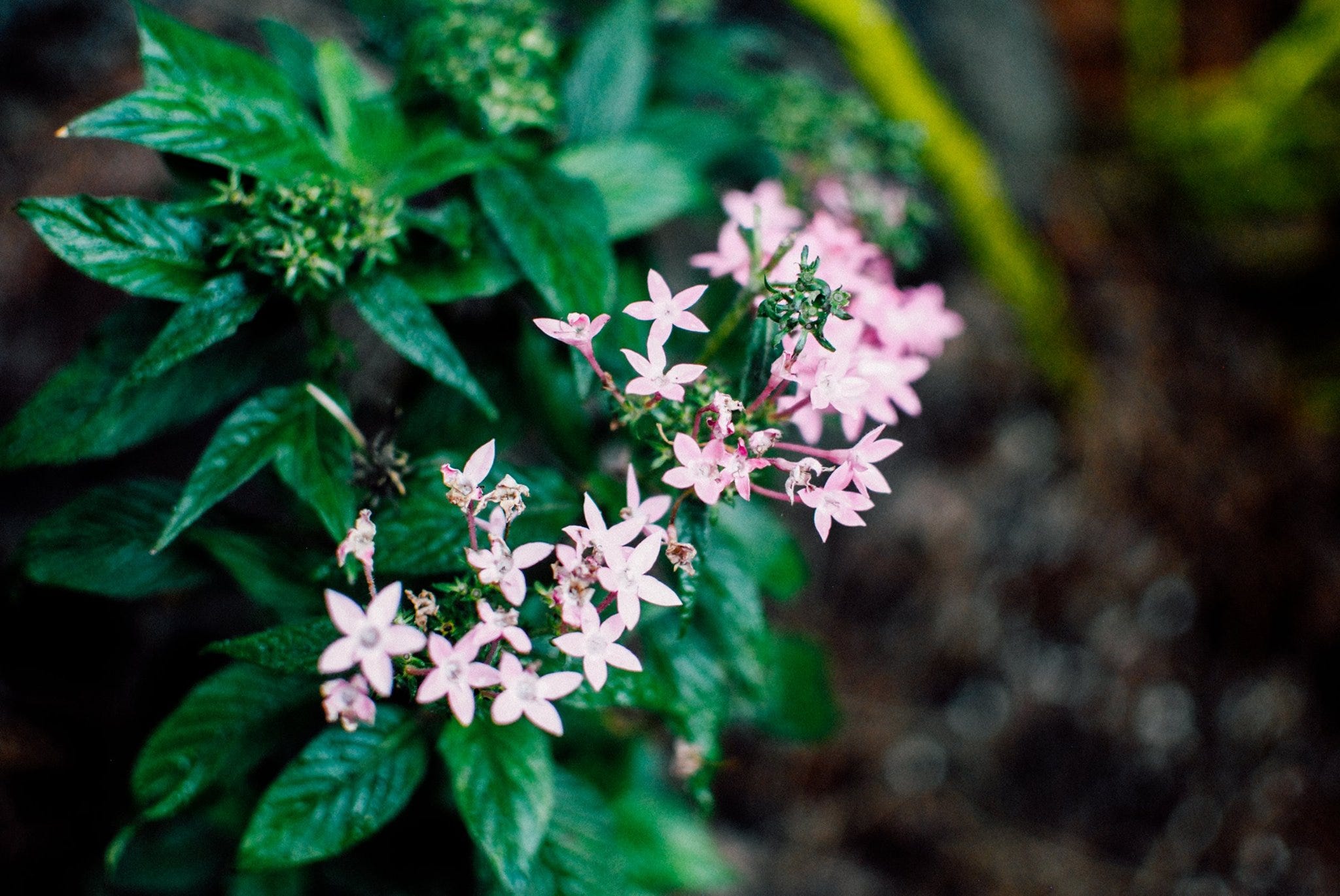 Deconstructing Tweets - by RJ Kane - RJ’s Substack