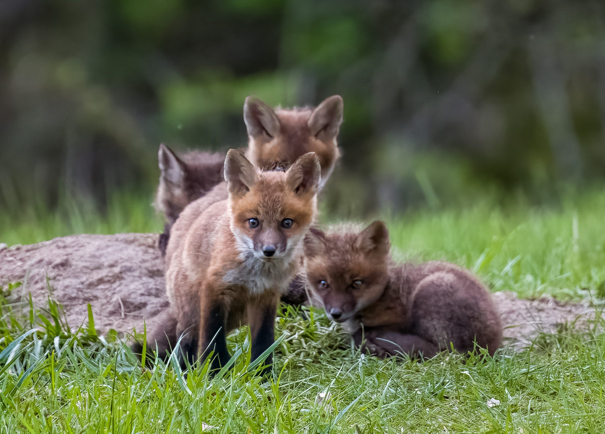 The Most Selfish Species - by Hoarse Whisperer