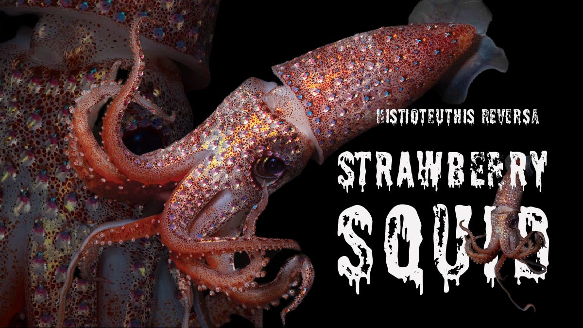 a squid you're gonna swipe right on - by squid kid official