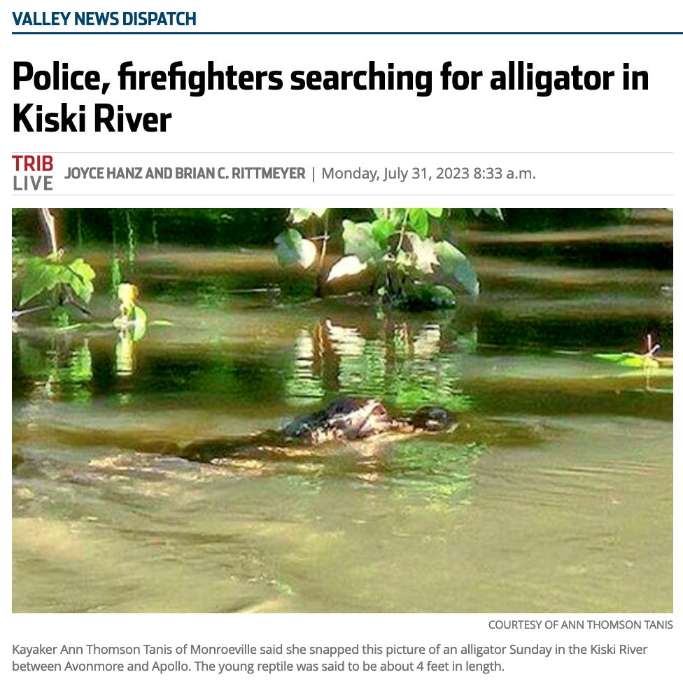 Alligator On The Loose. Again. - by Jason Bittel