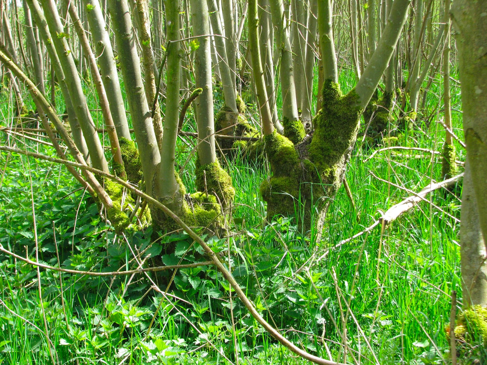 Coppicing - our first step to sustainability