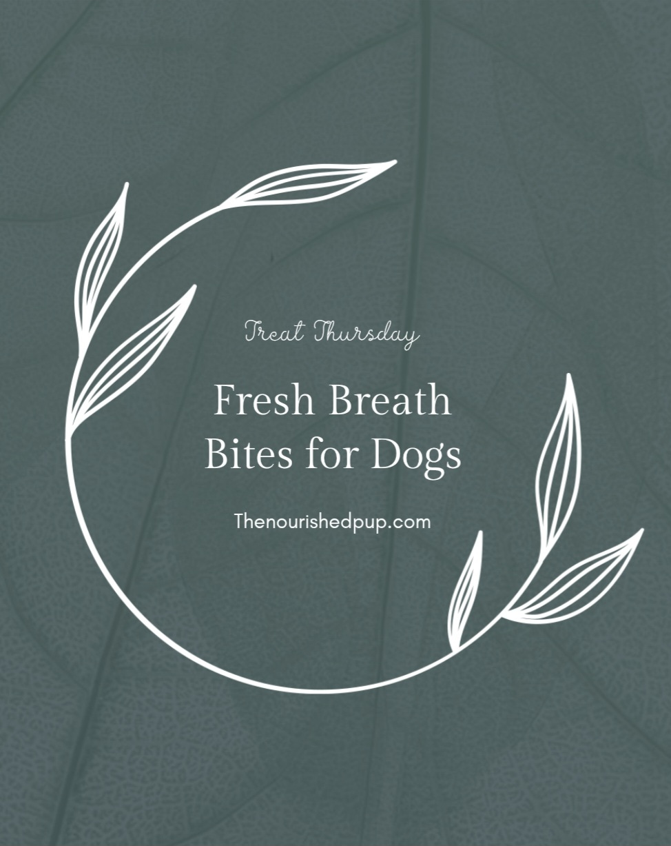 Treat Thursday: Fresh Breath Bites for Dogs