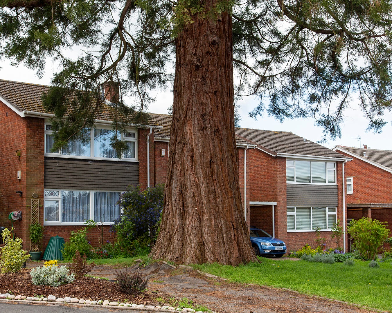 47. Suburban Sequoia - by Paul Wood - The Street Tree