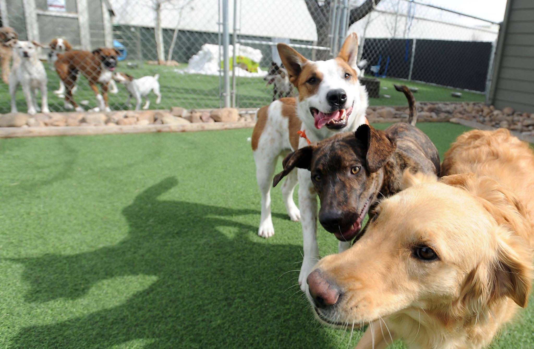 What dogs in shelters need - by The No Kill Advocacy Center