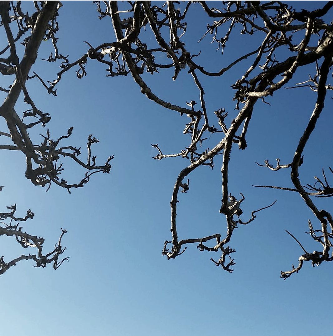 Curious Ordinary | Substack