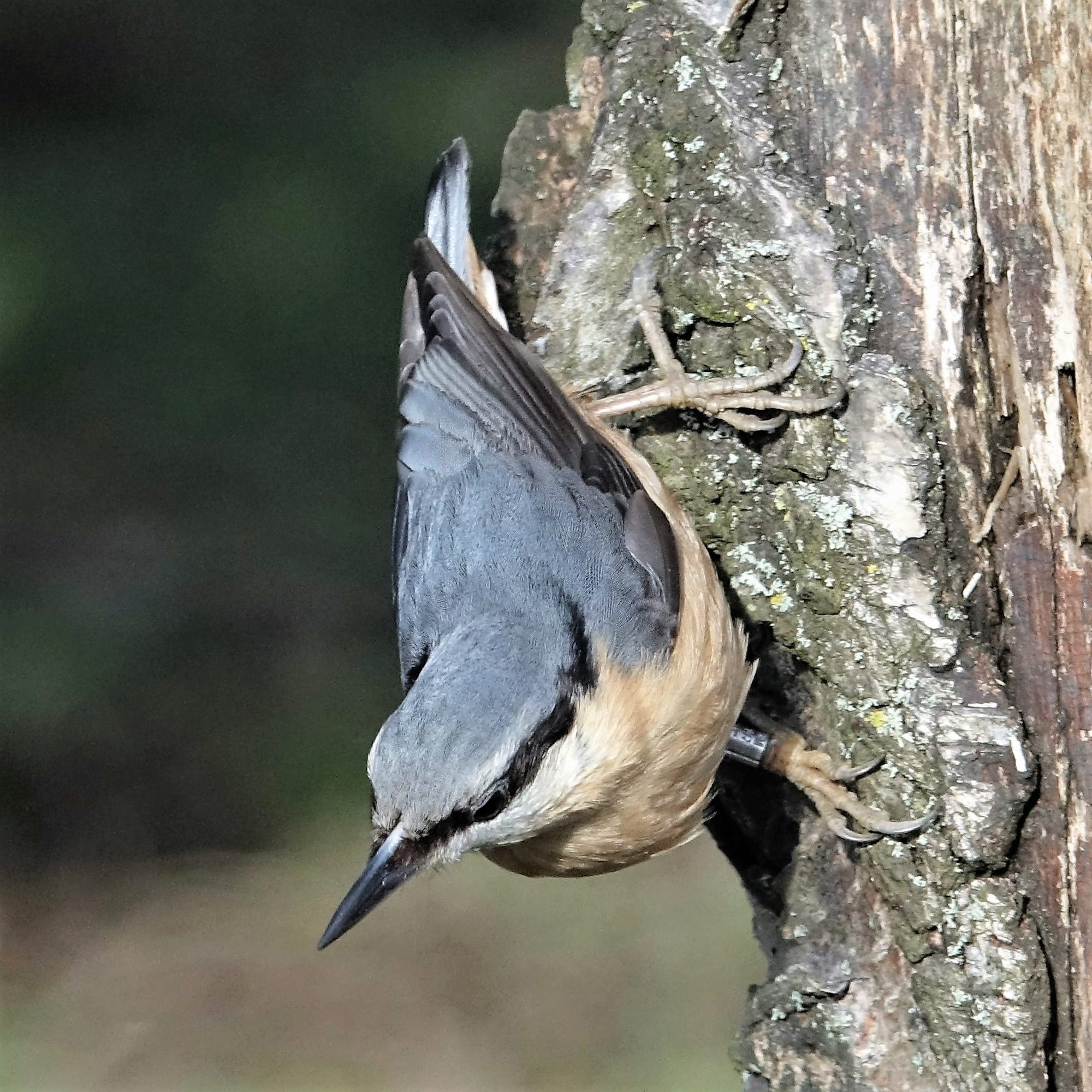 What To Look For In March - by David Bocking