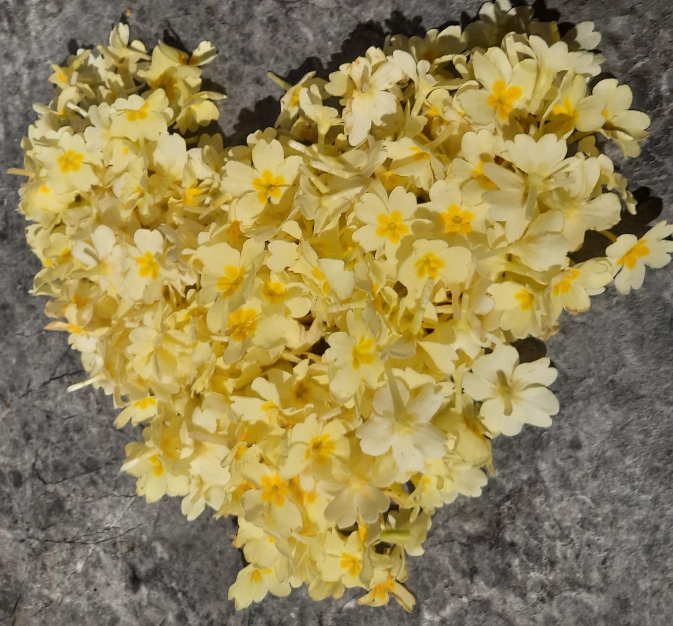 Nectar of the Primrose: A Guide to Homemade Cordial/syrup