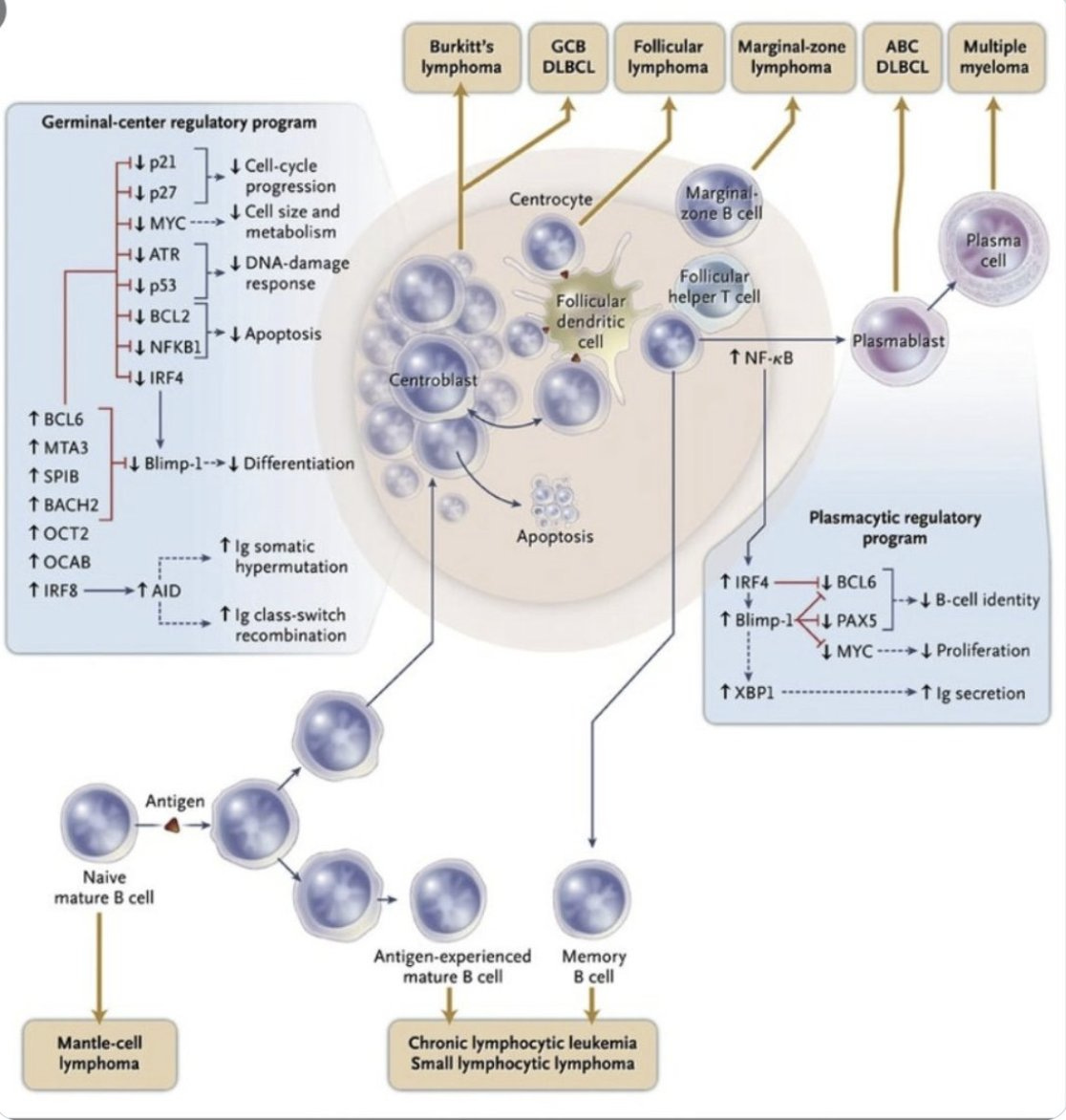 Lymphomagenesis Made Easy! - by Aaron Goodman "Papa Heme"