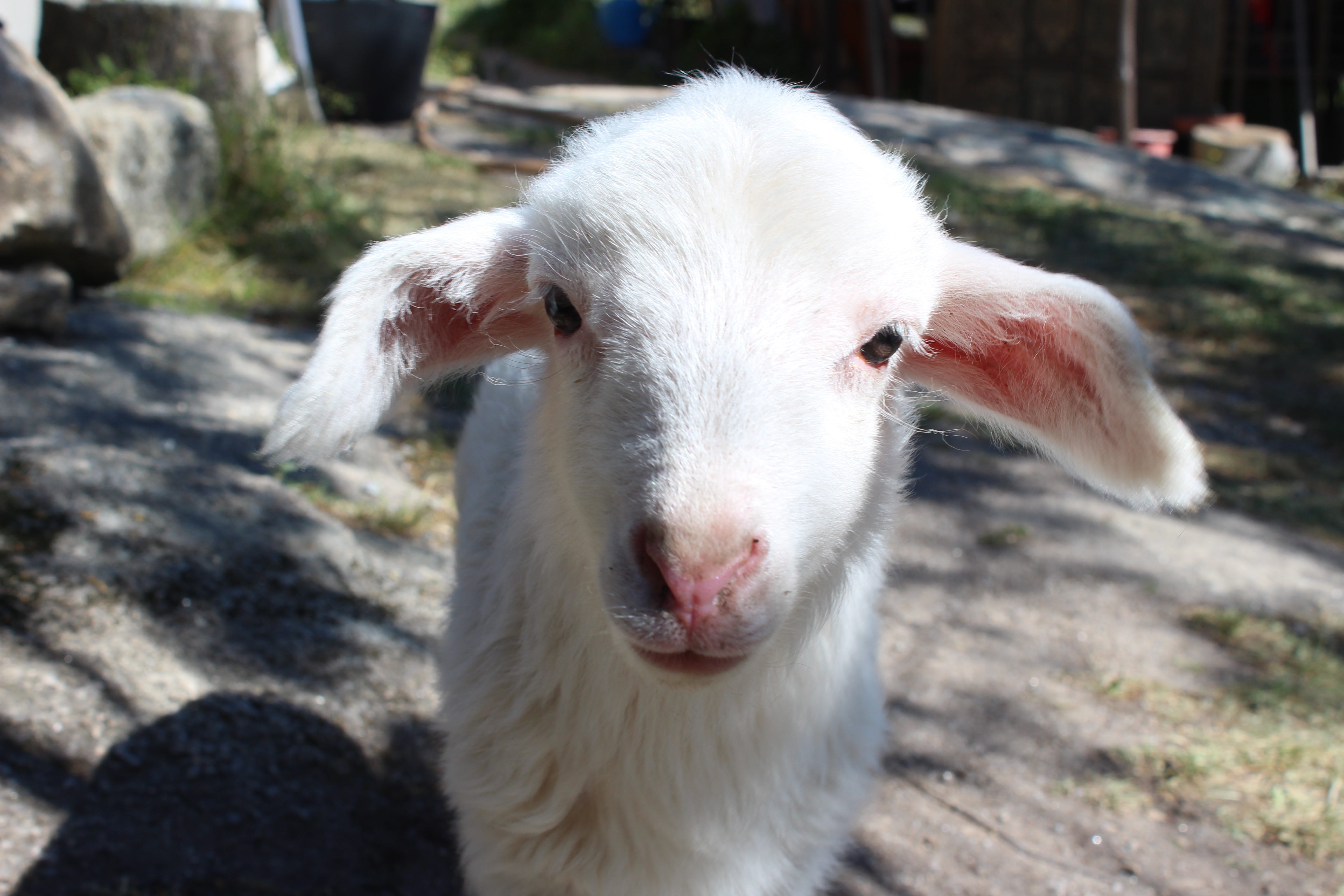 How I hand reared a bottle lamb
