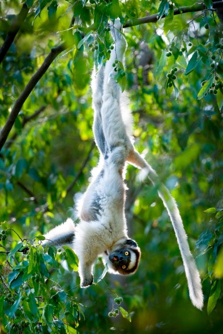 Primate Profiles: Propithecus/Sifaka - by Coral Chell
