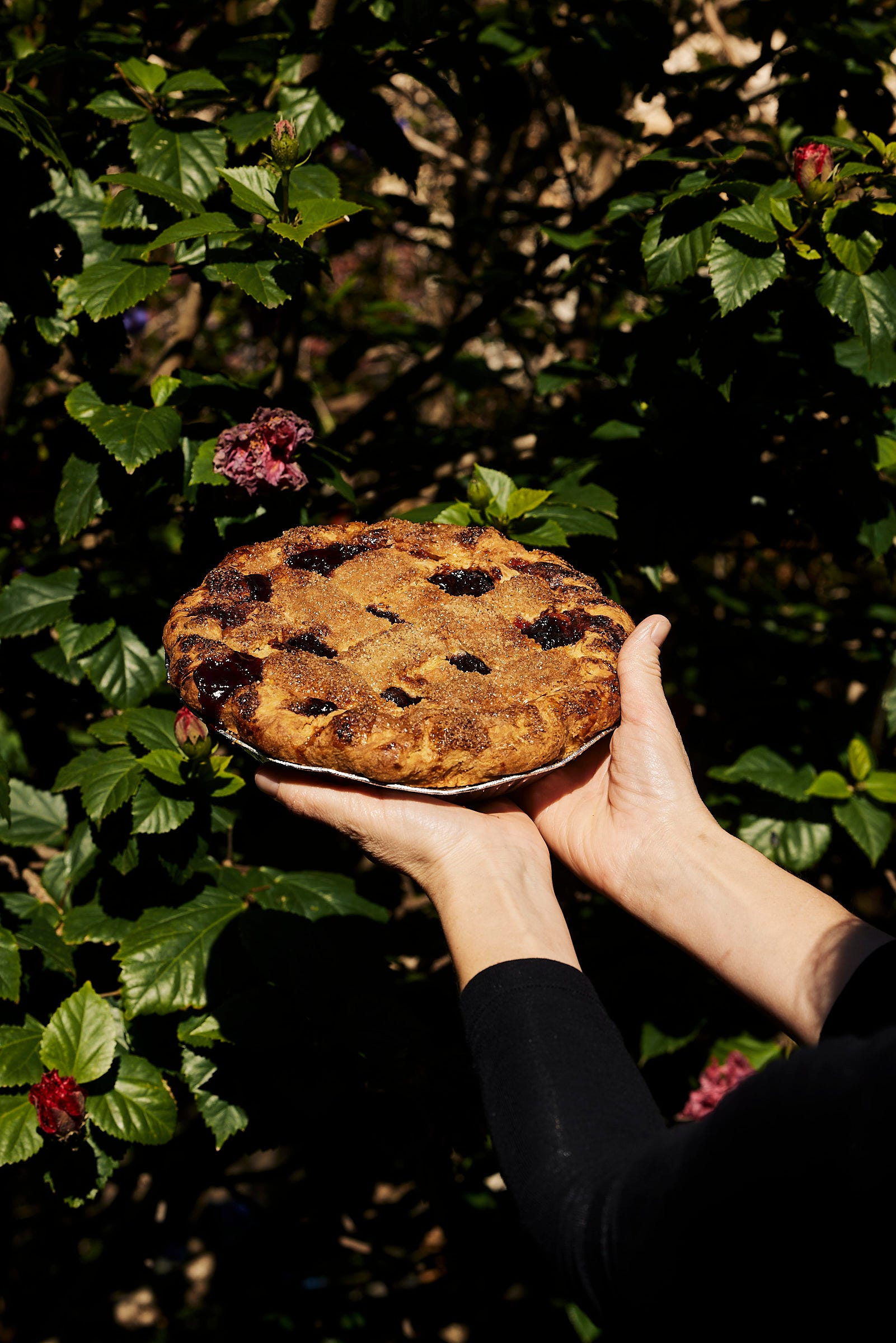 Suzie Hutchins | Substack